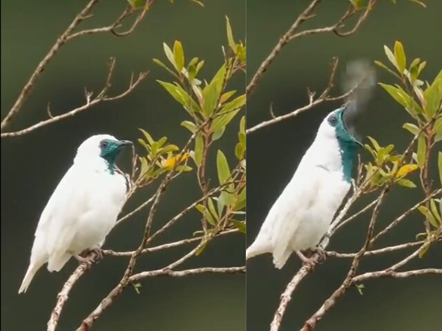 Is That a Bird Smoking? Video of Bird Emitting Smoke From Its Mouth ...