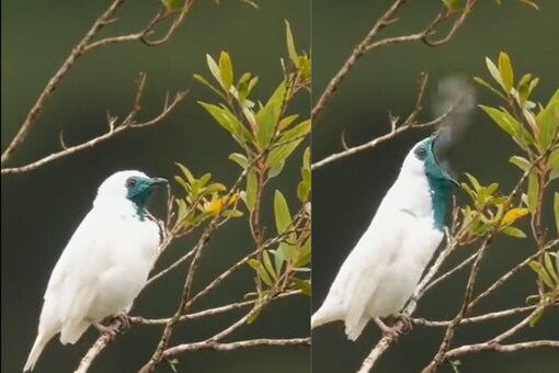 Is That a Bird Smoking? Video of Bird Emitting Smoke From Its Mouth ...