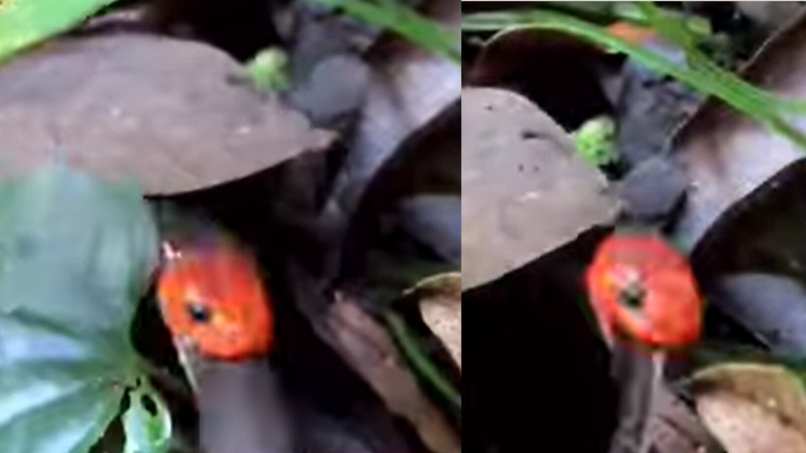 This Video of a Snake Swallowing Another Snake Will Give You Creeps ...