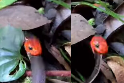 This Video of a Snake Swallowing Another Snake Will Give You Creeps ...