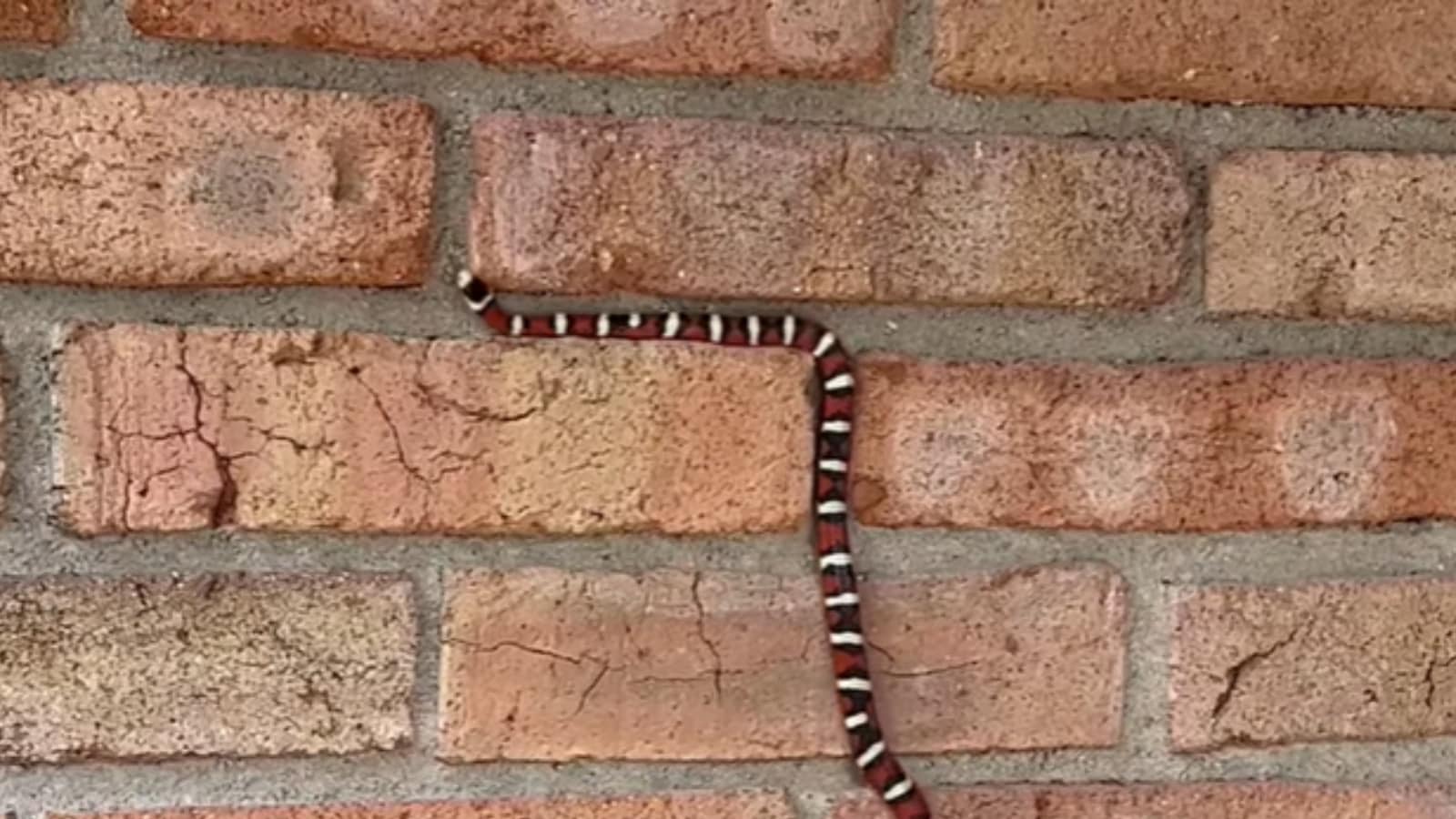Video of Snake Climbing a Brick Wall Reminds Internet of Old Video Game ...