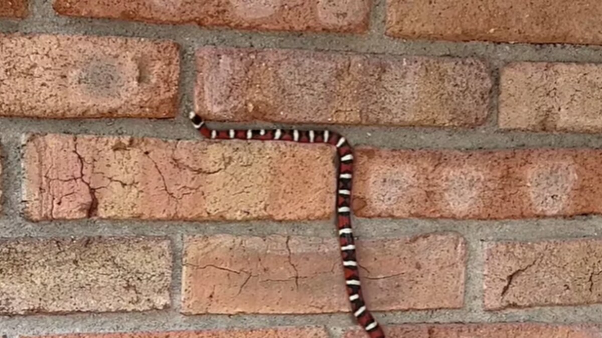 Video of Snake Climbing a Brick Wall Reminds Internet of Old Video Game ...