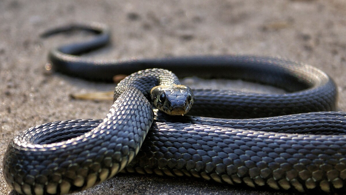 Snake Found Curled Up in Motorcycle Speedometer in MP, Chilling Video ...