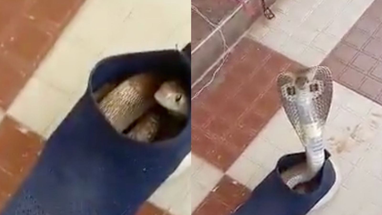 This Video of Giant Cobra Coming Out of a Shoe in Mysore Will Give You ...