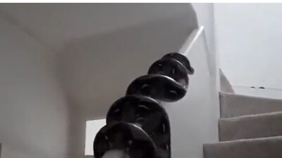 Chilling Video of Snake Crawling Up a Staircase Goes Viral | Buzz News ...