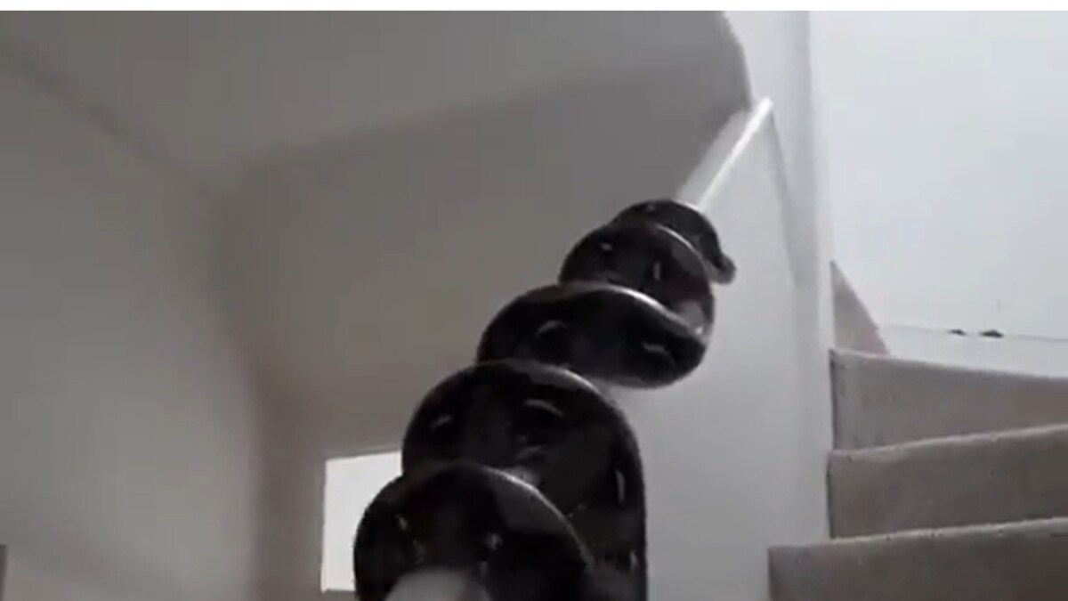 Chilling Video of Snake Crawling Up a Staircase Goes Viral - News18