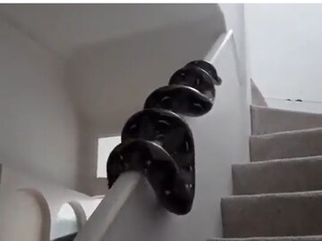 Chilling Video of Snake Crawling Up a Staircase Goes Viral - News18