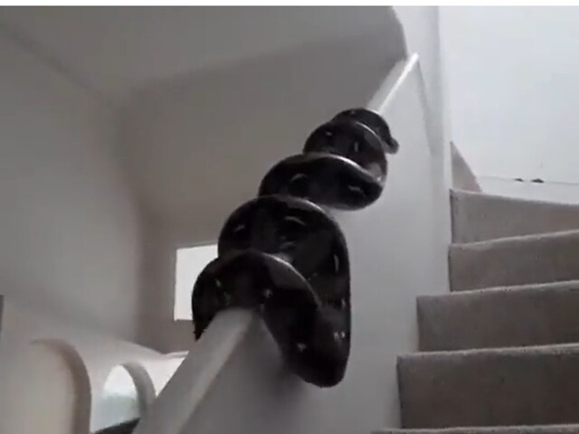 Chilling Video of Snake Crawling Up a Staircase Goes Viral - News18