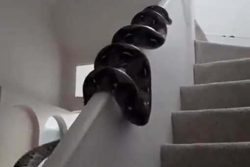 Chilling Video of Snake Crawling Up a Staircase Goes Viral - News18