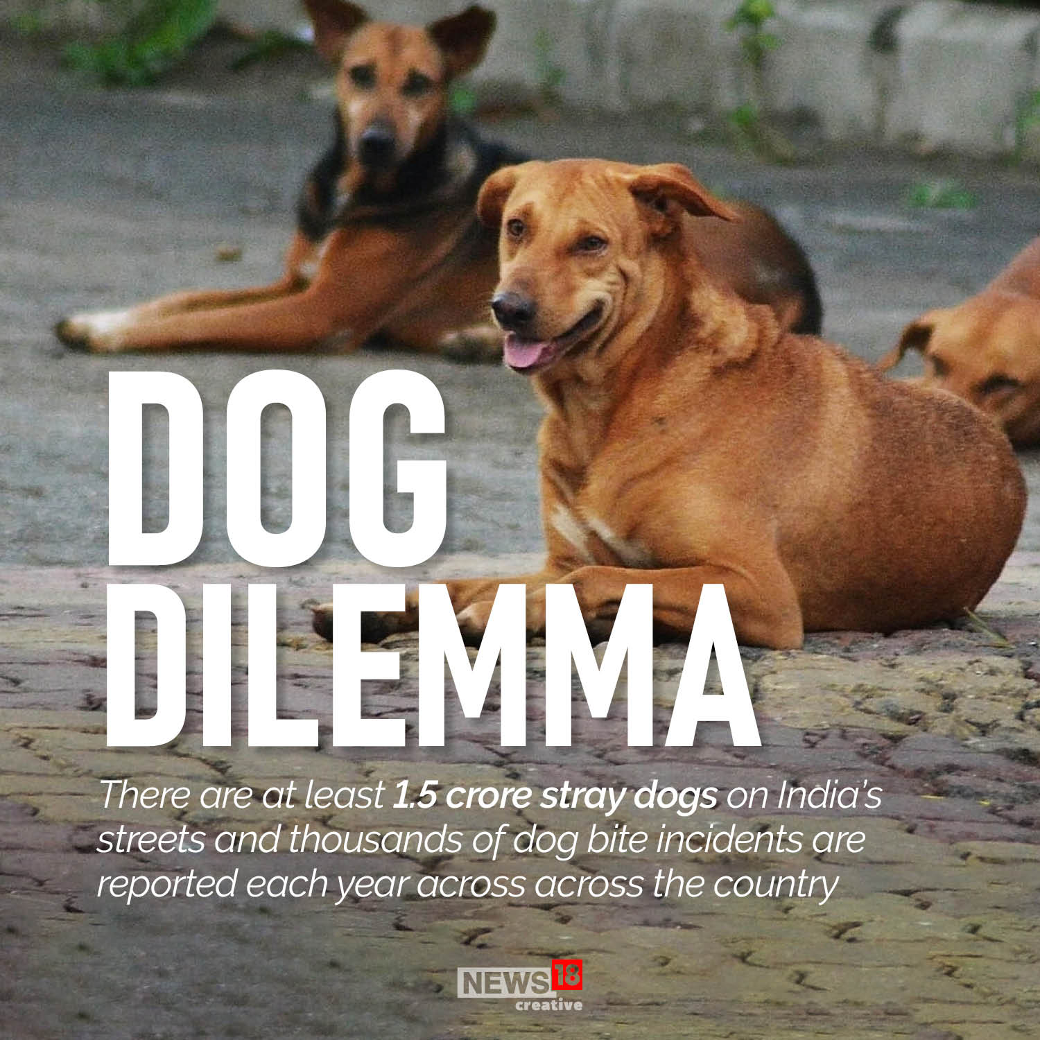 Dog Dilemma: Complete Demographics of Stray Canines and Animal Bite ...