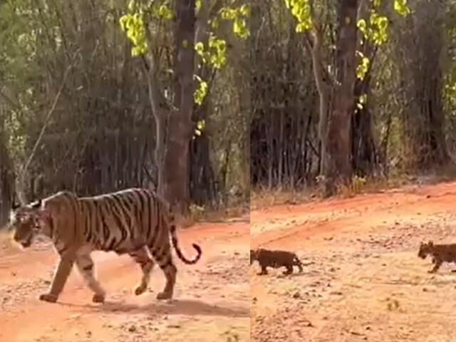 Adorable Tiger Cubs Following their Mother's Footsteps in the Wild Will ...