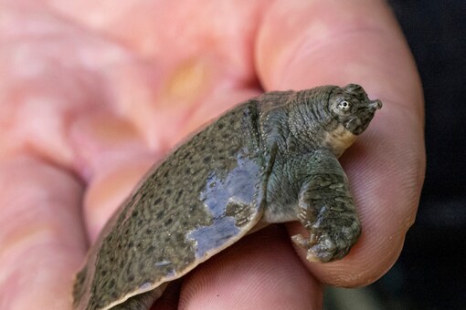 Endangered Indian Softshell Turtles Hatch in US Zoo After Twenty Years ...