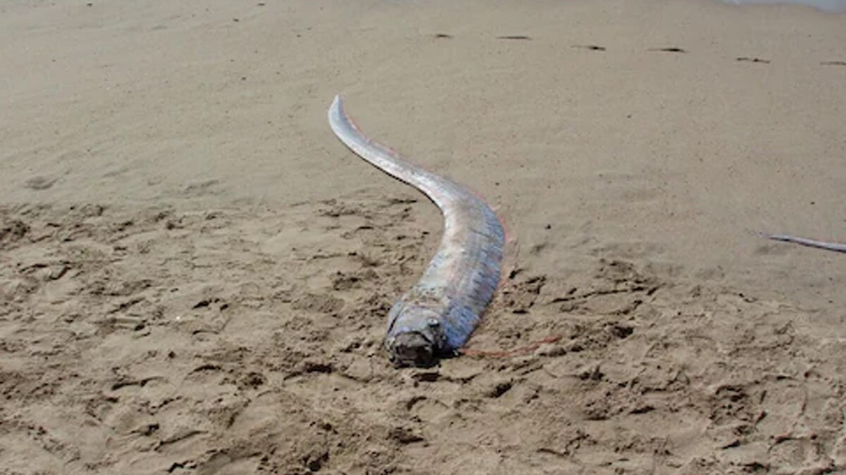 Massive 13-Foot Long Oarfish Spotted Off The Coast Of Mexico - News18