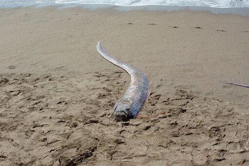 Massive 13-Foot Long Oarfish Spotted Off The Coast Of Mexico - News18