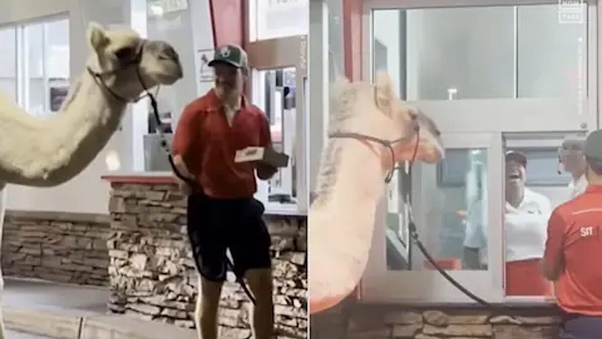 Watch: Man Roams Around Las Vegas with a Camel - News18