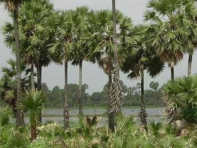 Why Tamil Nadu Need More Palm Trees and What State Govt Is Doing to ...