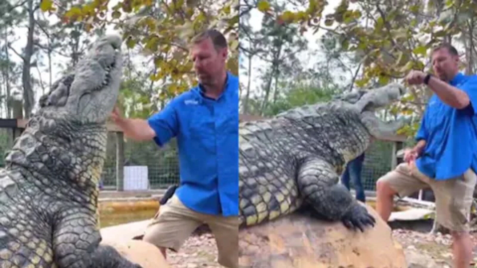 Watch: Man Feeds, Plays With Crocodile; Internet Can't Believe Its Eyes ...