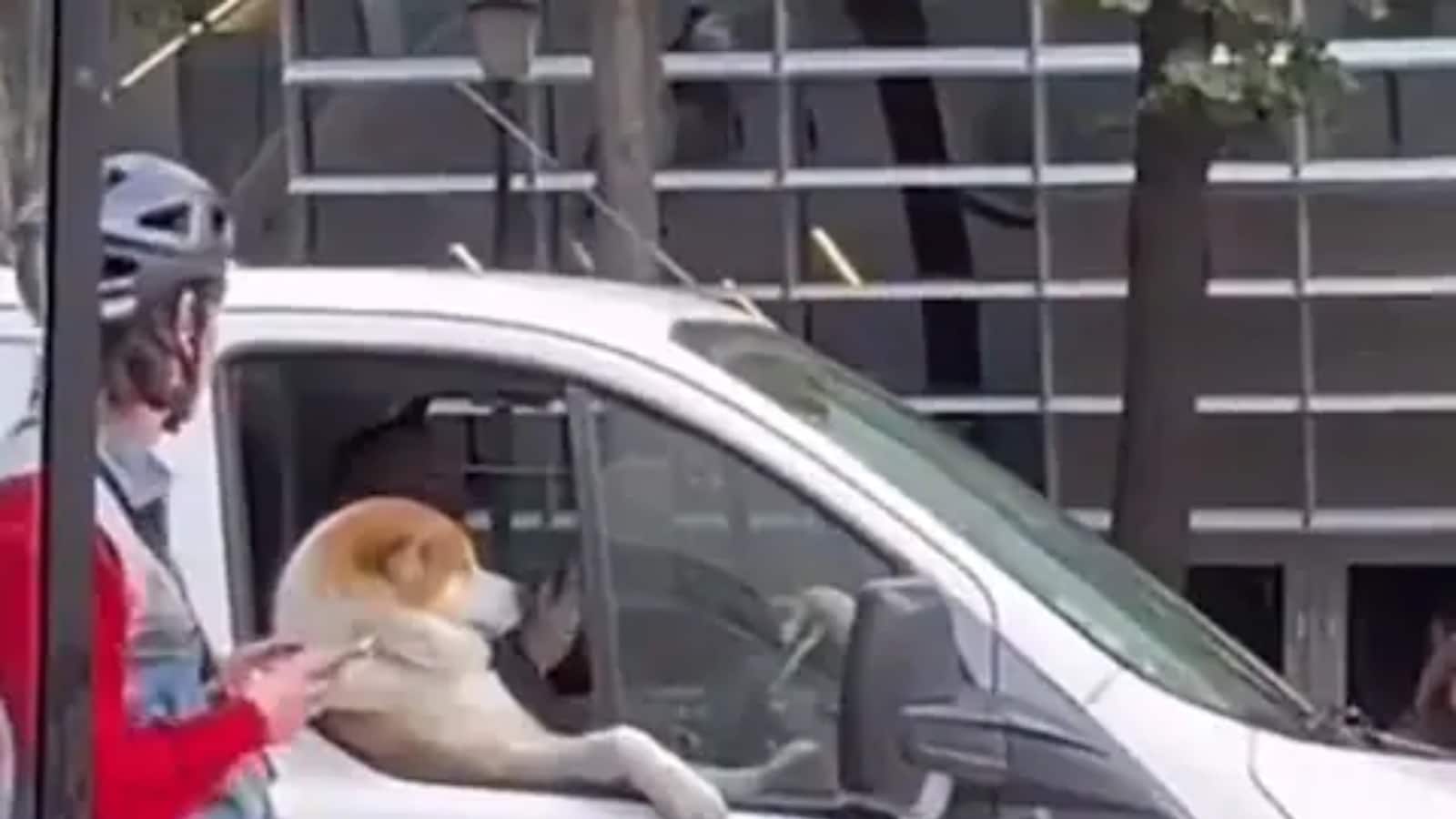 Watch: This Dog’s Swagger Will Bring a Smile To Your Face | Buzz News ...