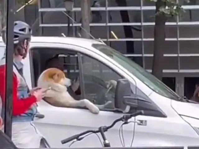 Watch: This Dog’s Swagger Will Bring a Smile To Your Face - News18