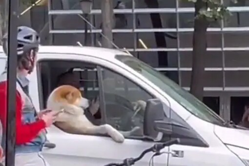 Watch: This Dog’s Swagger Will Bring a Smile To Your Face - News18