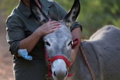 Interesting Facts About Donkey Milk We Bet You Had No Idea About - News18