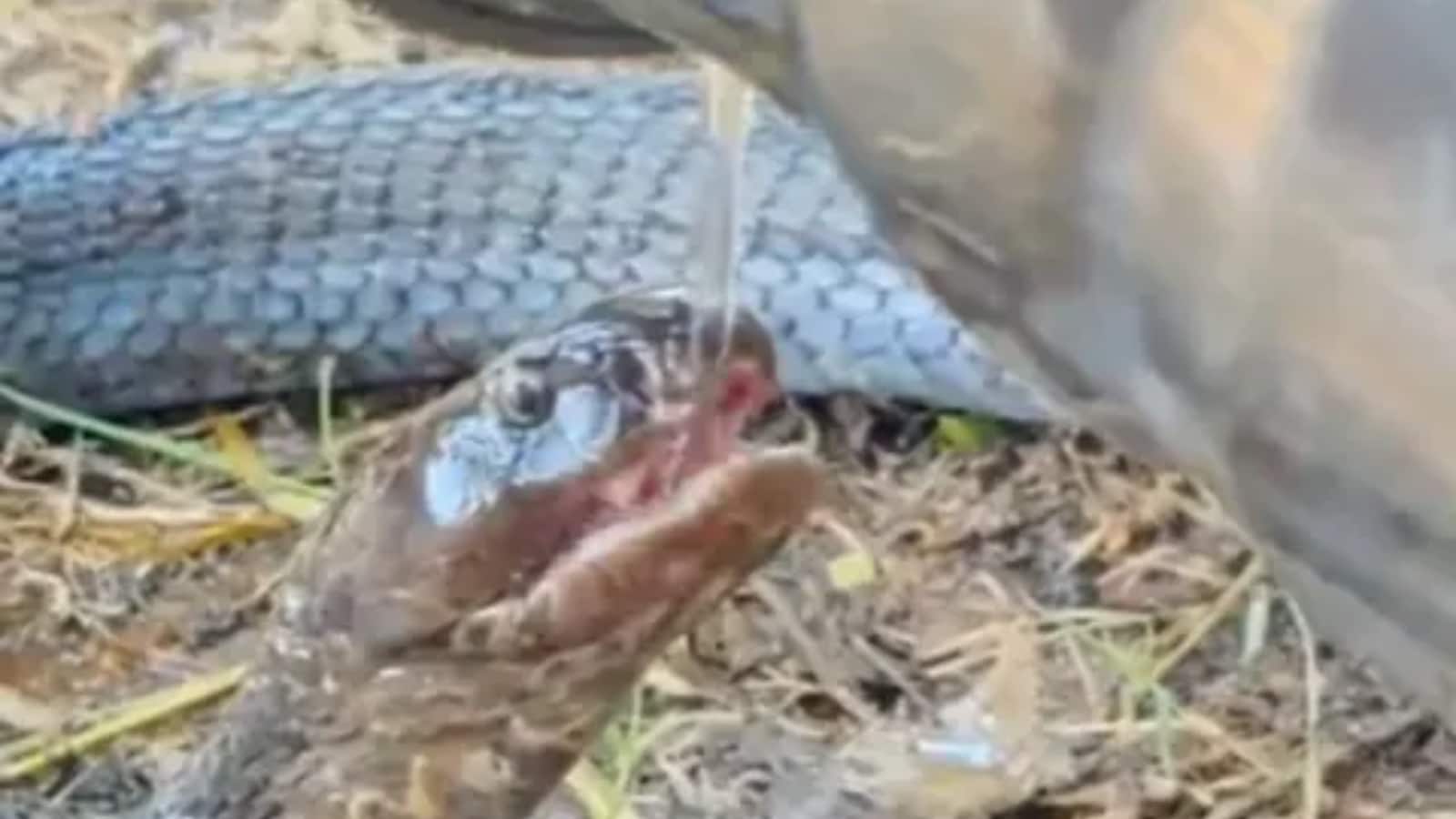 This Video of Man Offering Water to Injured Snake is Winning Hearts on Internet | Buzz News - News18