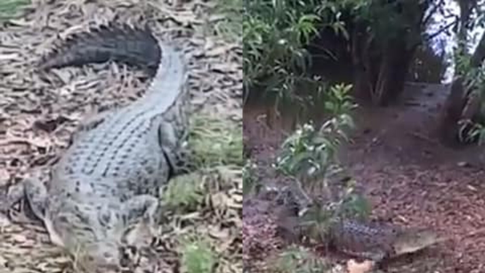 Watch: Dog Chases Crocodile But What Happens Next Will Send Chills Down ...