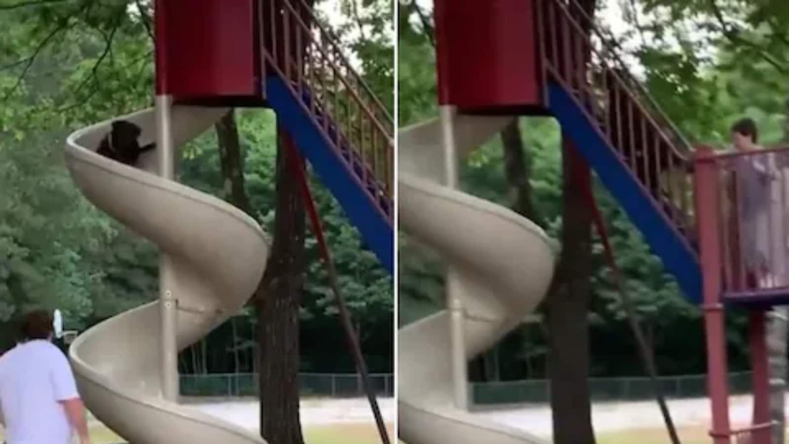 Watch: Dog Jumps on Slide, Glides Down Over and Over Again; Internet ...