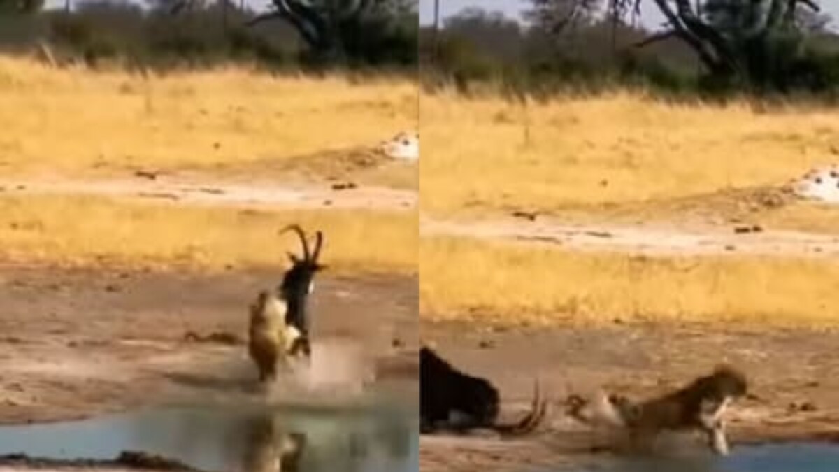 In Viral Video, Antelope Uses Curved Horn To Escape Lion’s Attack - News18