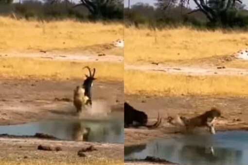 In Viral Video, Antelope Uses Curved Horn To Escape Lion’s Attack - News18