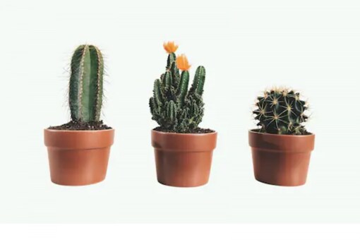 5 Amazing Health Benefits of Consuming Cactus Juice - News18