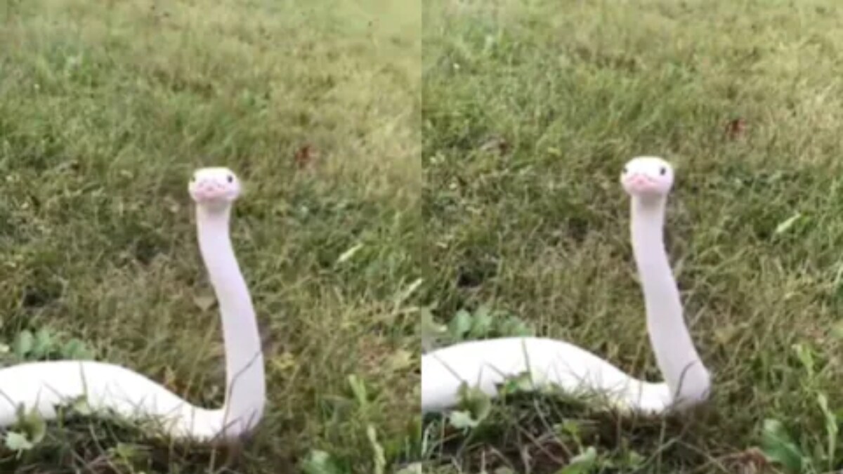 This Beautiful Snow-White Snake May Help You Get Over Your Fear of ...