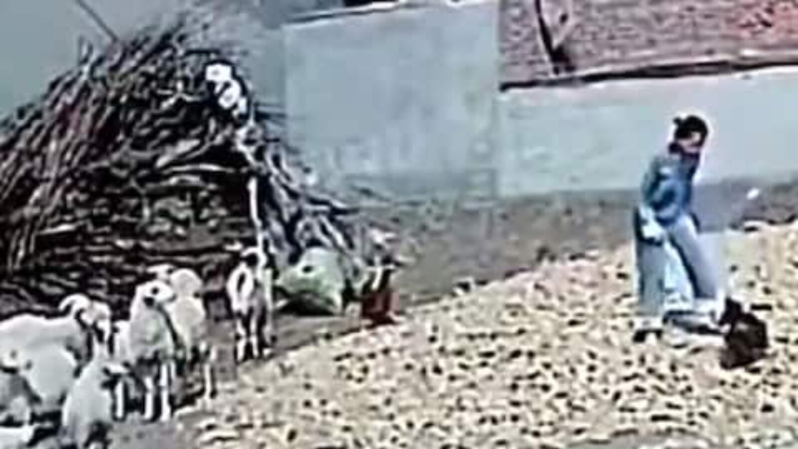 Watch: Sheep Attacks Woman To Save a Chicken, Video Goes Viral On ...