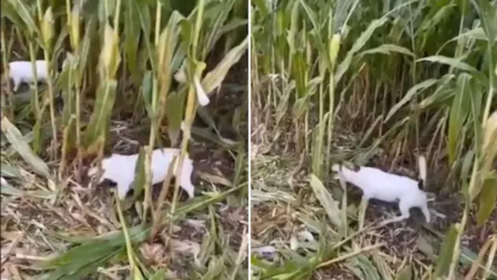 Watch: Dog Helps Farmer Parent Cut Crops, Video Goes Viral On Twitter ...