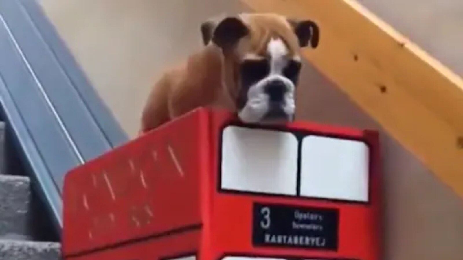 Watch: This Man Made a Lift For His Dog, The Reason Will Melt Your ...