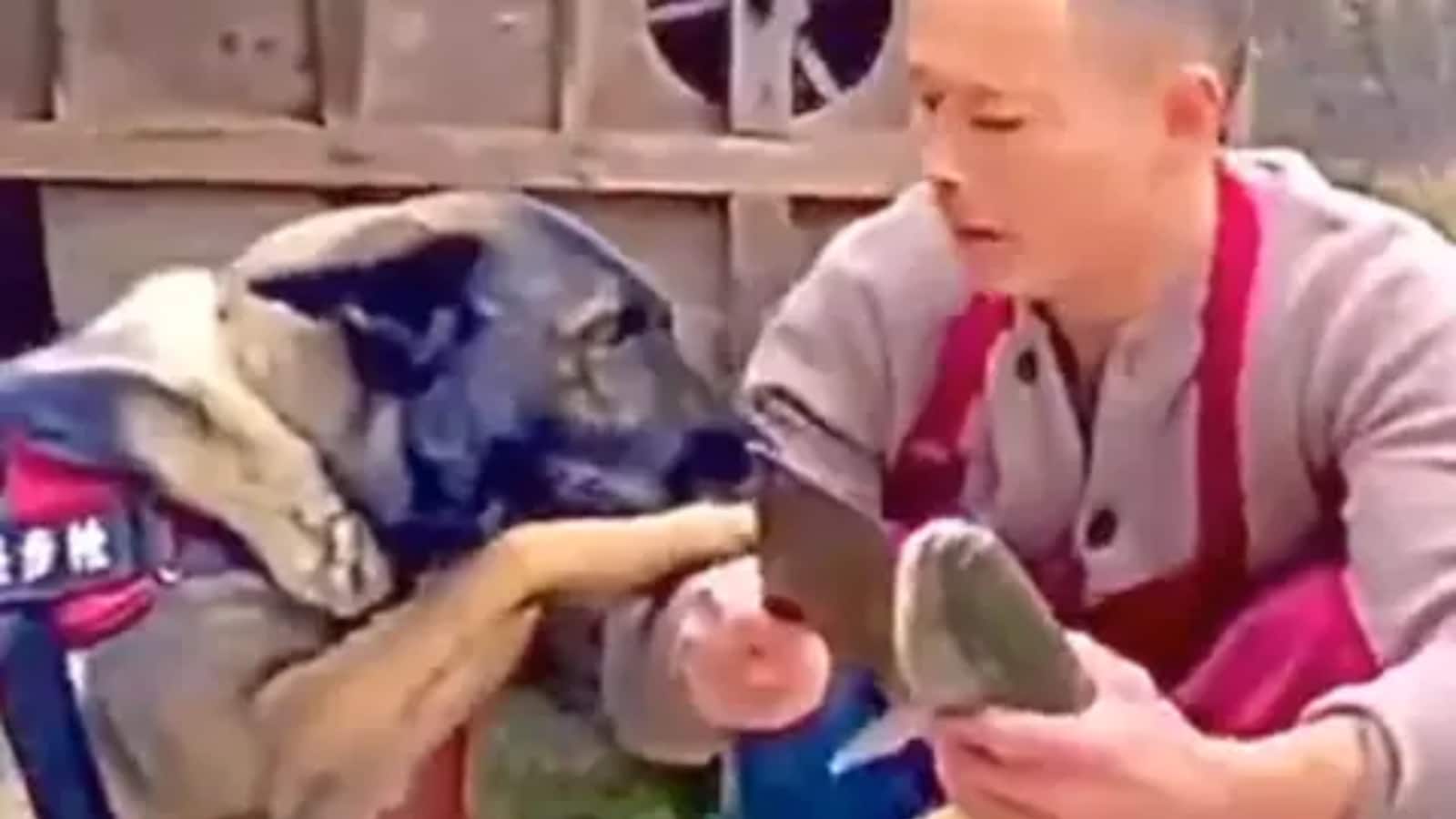 Dog Stops Man From Slicing Fish, Twitter Falls In Love With Empathetic ...