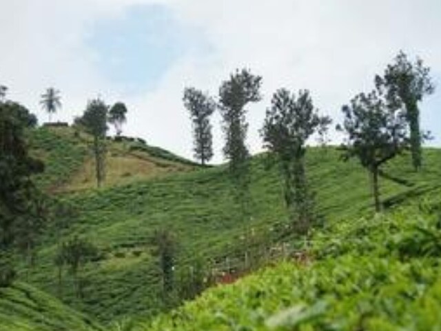 Here Is A Coffee Lovers Guide To The Best Coffee Plantations In India ...