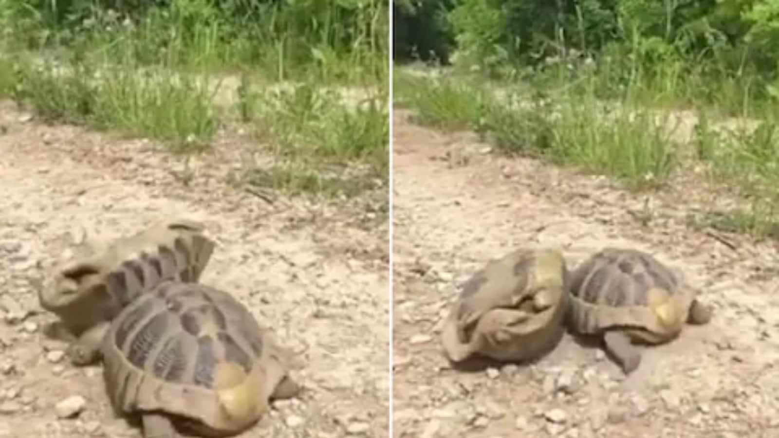 Watch: This Turtle Trying To Help his Friend is Lesson in Support ...