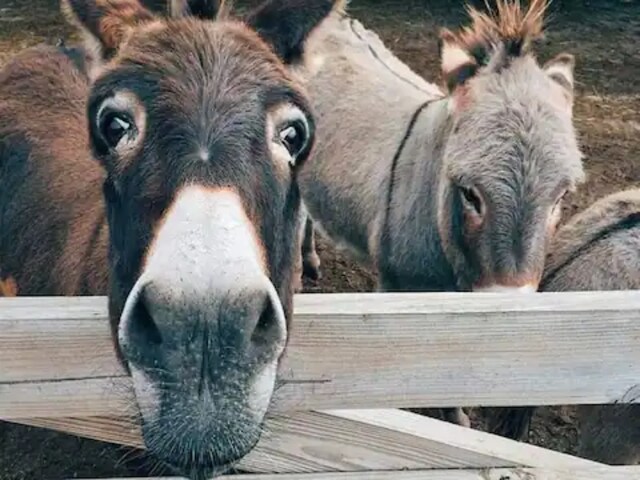 Pakistani Police Take 6 Donkeys Into Custody For Helping Smuggle Timber ...