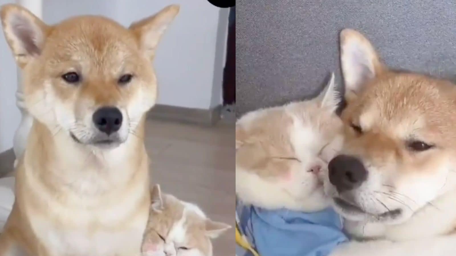 Internet's Most Adorable Pet Duo Has Left the Netizens in Complete Awe ...