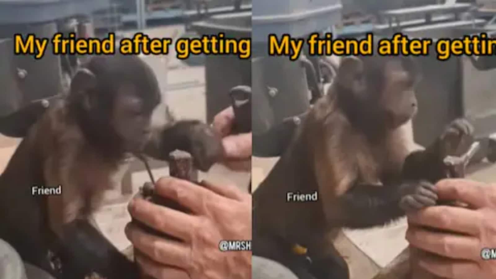 Watch: ‘Engineer’ Monkey Working At Mechanic Shop Leaves Internet ...