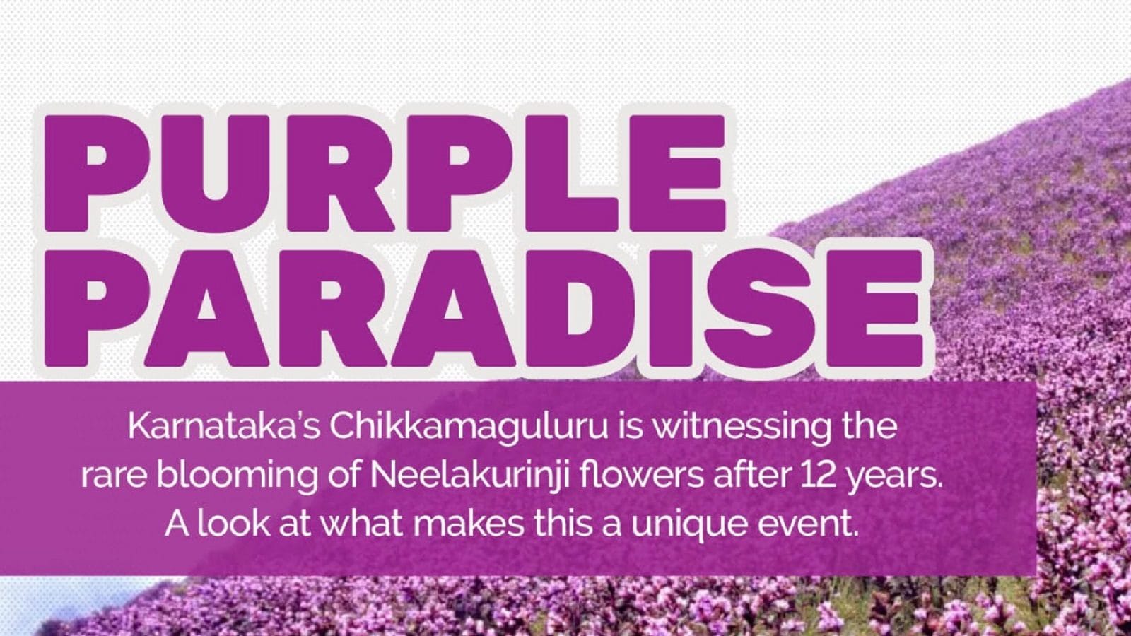 IN PICS | Breathtaking Neelakurinji Flowers Bloom in Karnataka After 12 ...