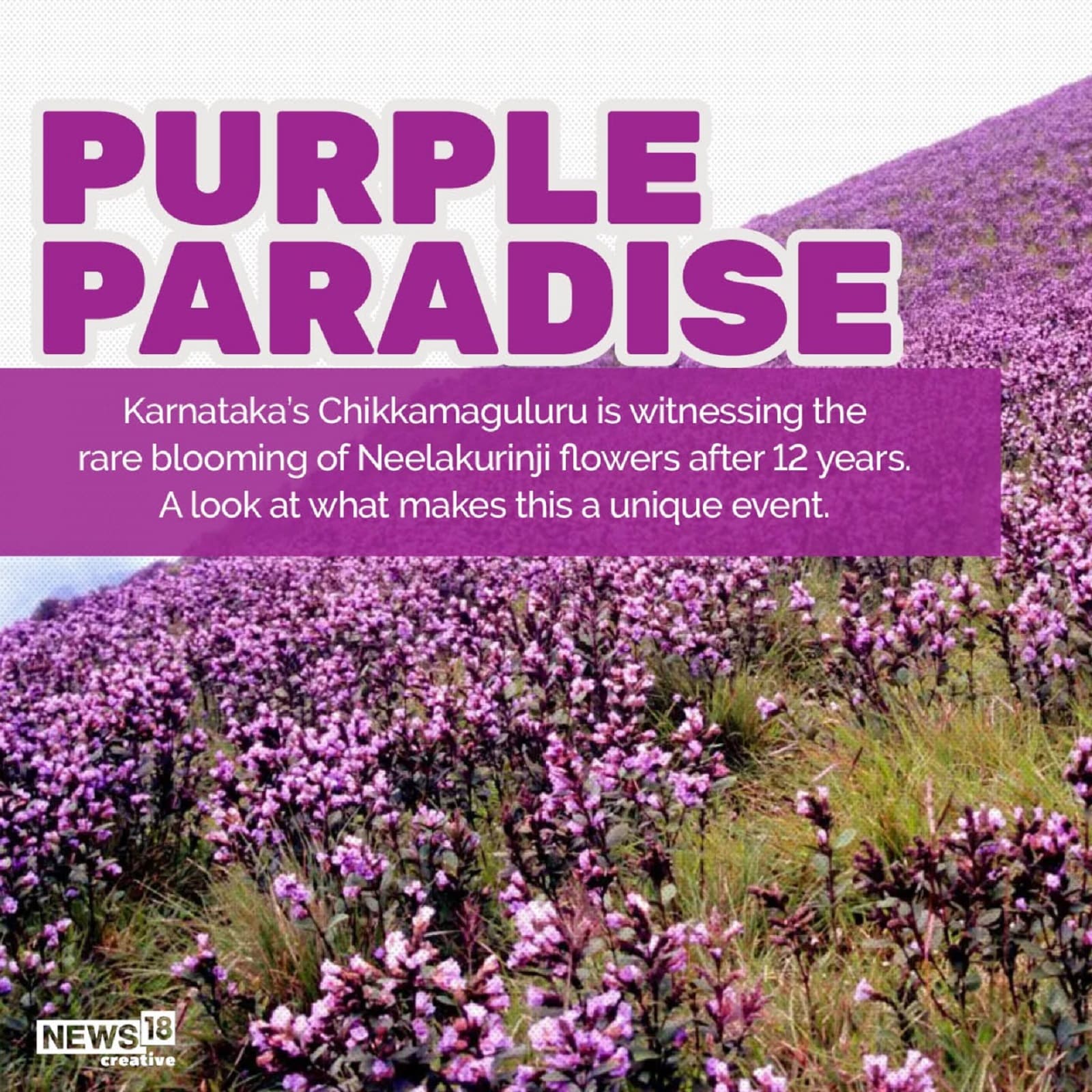 IN PICS | Breathtaking Neelakurinji Flowers Bloom in Karnataka After 12 ...