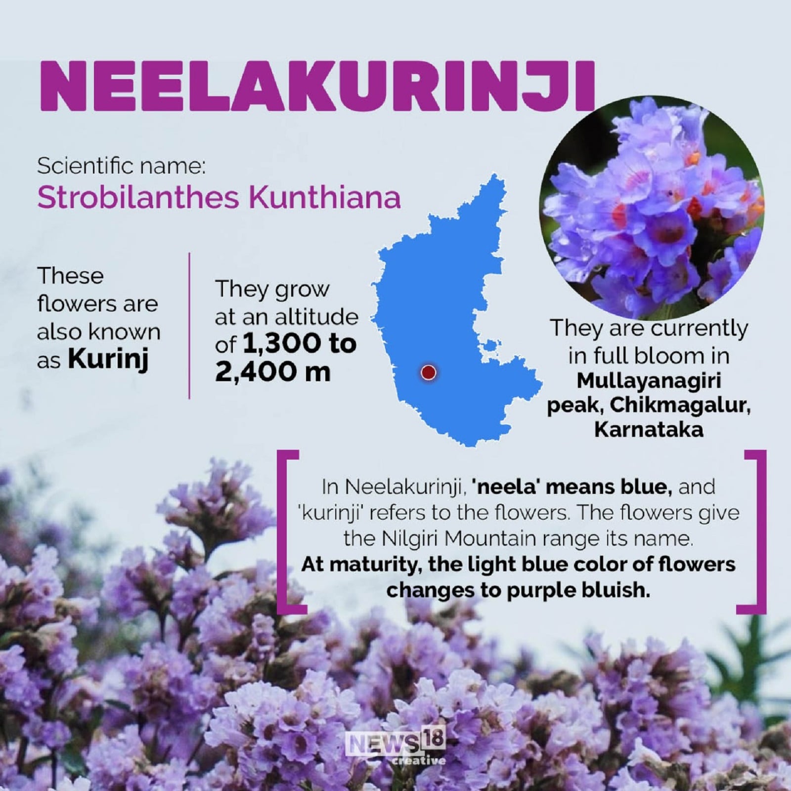 IN PICS | Breathtaking Neelakurinji Flowers Bloom in Karnataka After 12 ...