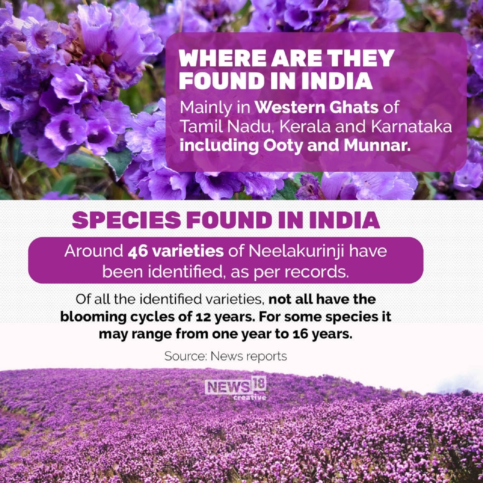 IN PICS | Breathtaking Neelakurinji Flowers Bloom in Karnataka After 12 ...