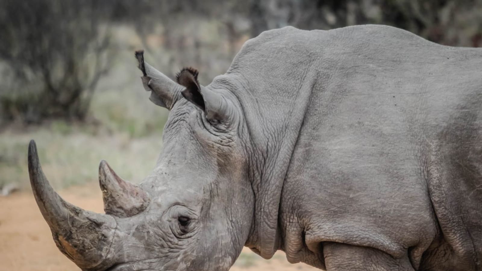 Rhino Horns Have Shrunk Over Time Due To Hunting, Says Report | Buzz ...