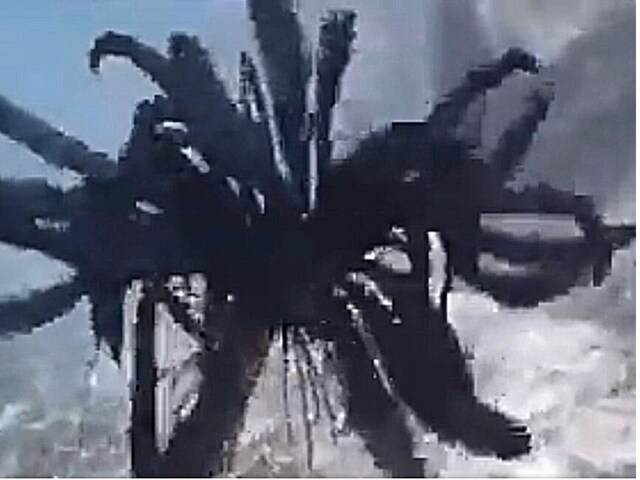 Watch: Strange Aquatic Creature With Bird-Like Feathers Spotted In ...