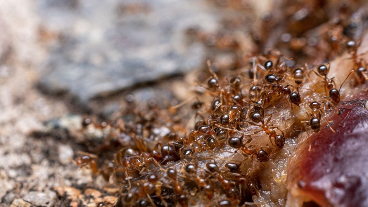 Officials Warn of Millions of Fire Ants 'Raining Down' and Stinging ...