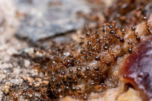 Officials Warn of Millions of Fire Ants 'Raining Down' and Stinging ...
