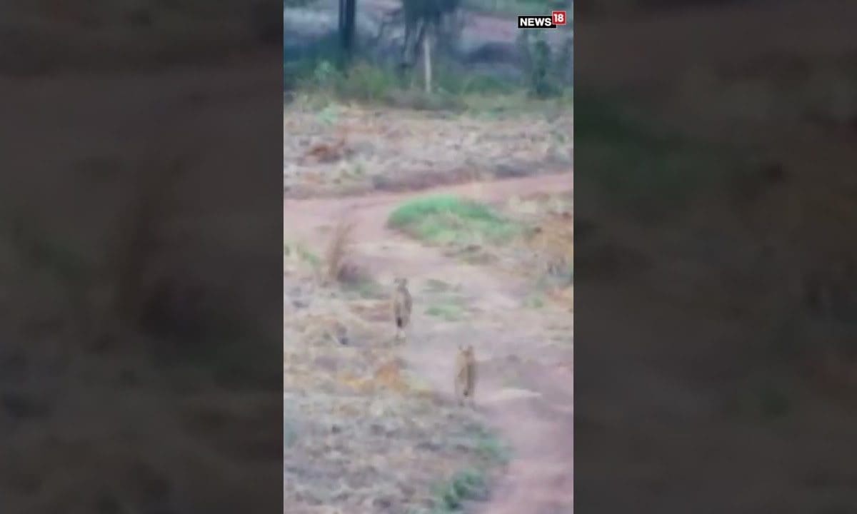 2 Cheetahs at MP's Kuno National Park Make Their First Kill After ... 2 Cheetahs at MP's Kuno National Park Make Their First Kill After ...